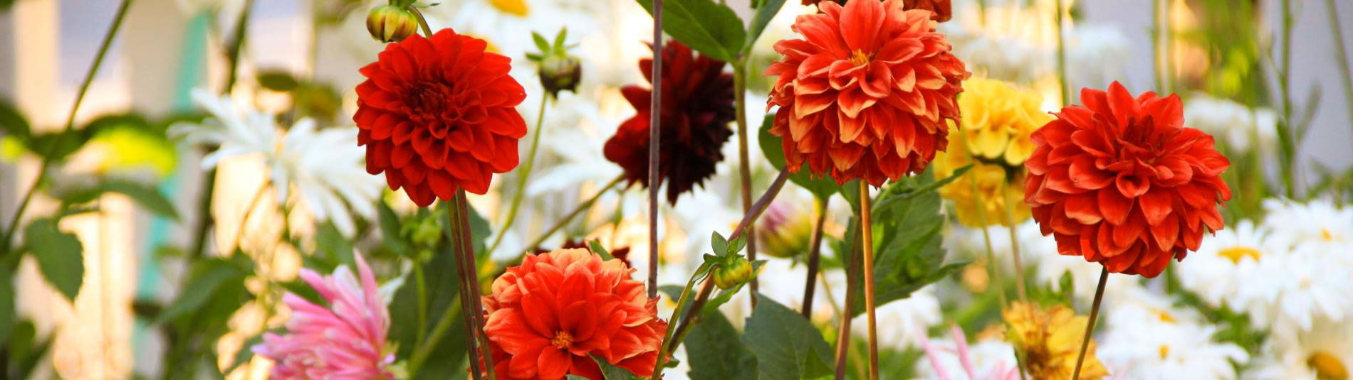 TED Community Organization | Thyroid Eye Disease Solutions Organization